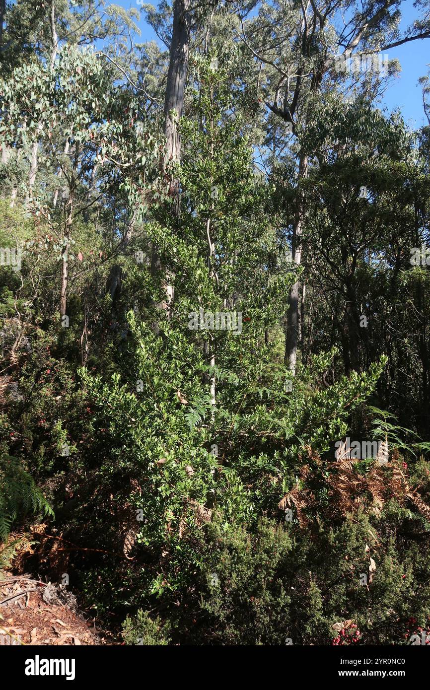 celery-top pine (Phyllocladus aspleniifolius Stock Photo - Alamy
