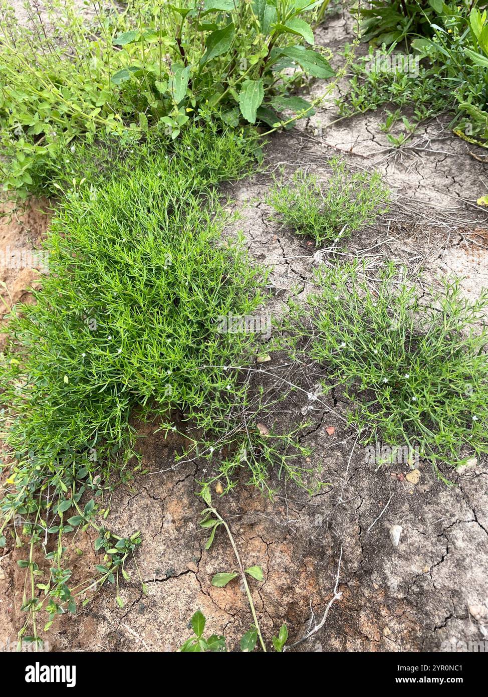 Rust Weed (Polypremum procumbens Stock Photo - Alamy