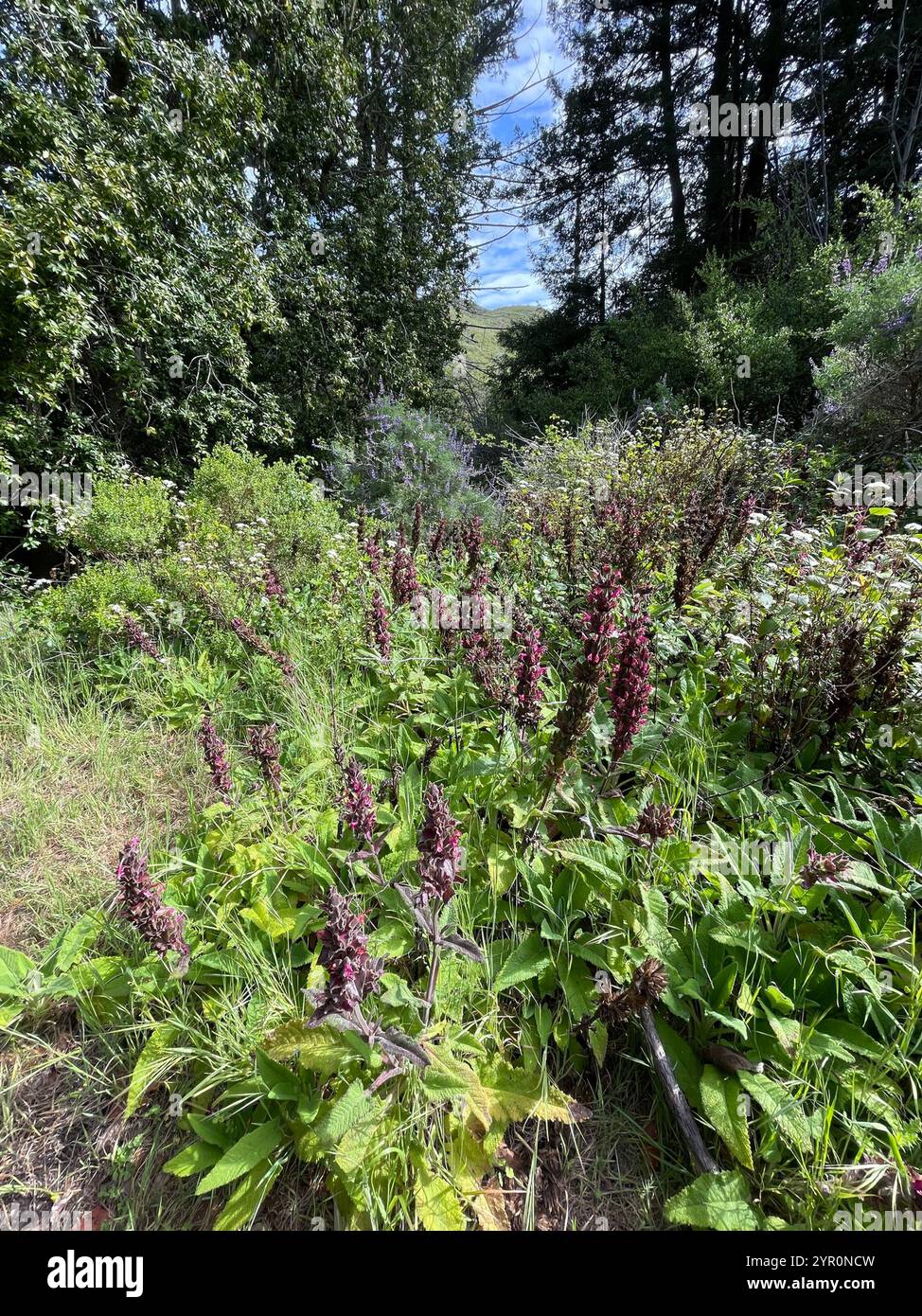 Hummingbird Sage (Salvia spathacea Stock Photo - Alamy
