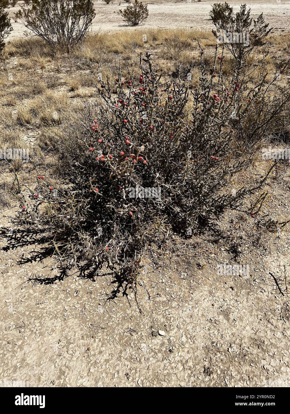 Christmas cholla (Cylindropuntia leptocaulis Stock Photo - Alamy