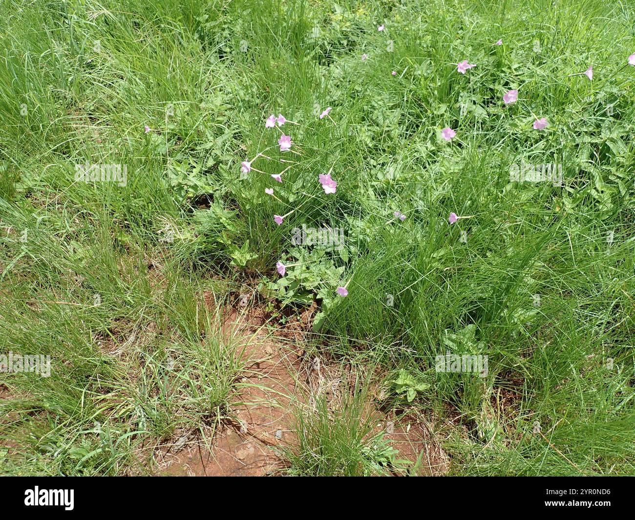 African Pink (Dianthus zeyheri Stock Photo - Alamy