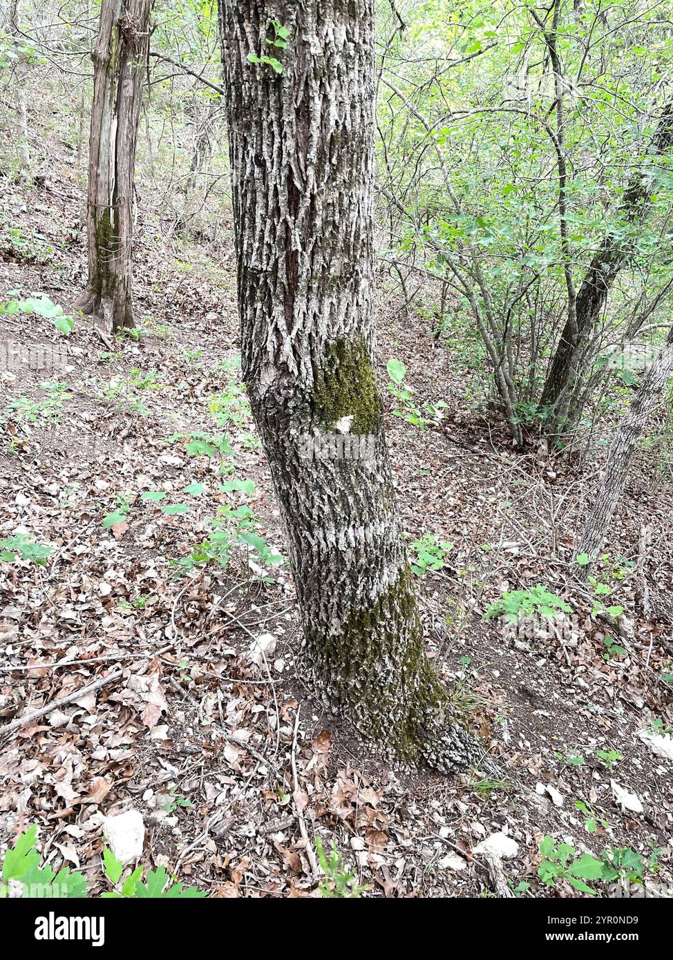 Texas ash (Fraxinus albicans Stock Photo - Alamy