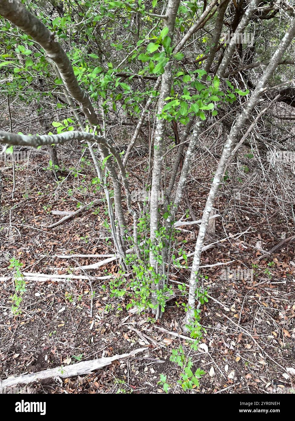 possumhaw (Ilex decidua Stock Photo - Alamy