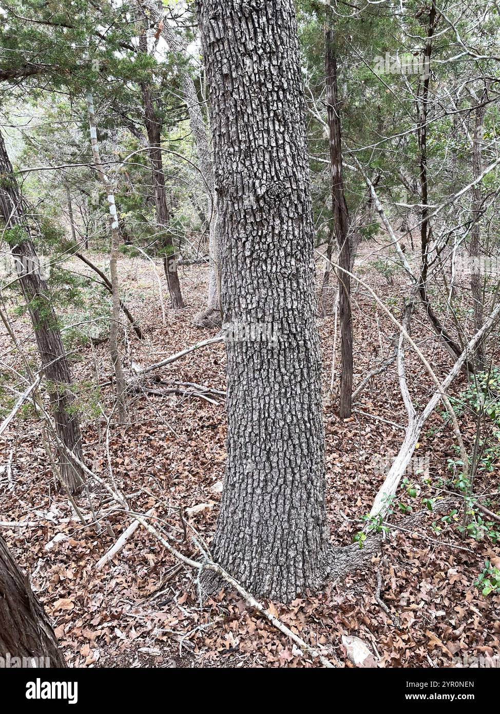 post oak (Quercus stellata Stock Photo - Alamy