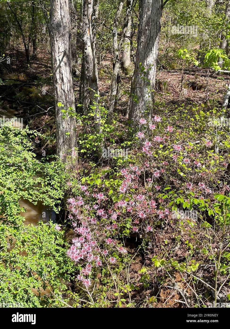 Pinxter Flower (Rhododendron periclymenoides Stock Photo - Alamy
