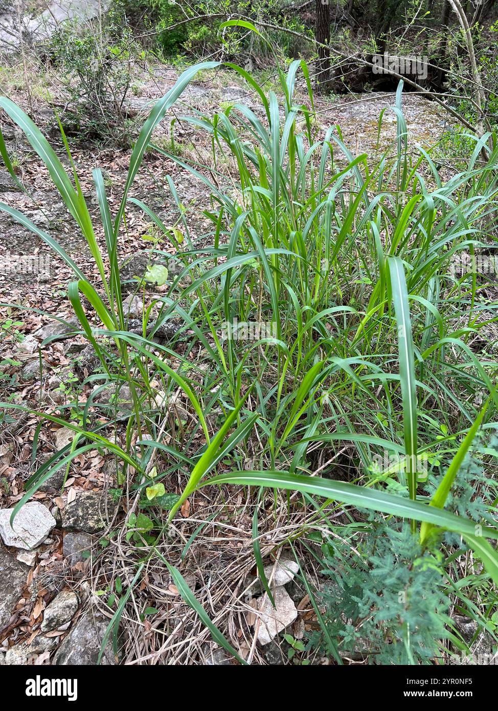 Johnson grass (Sorghum halepense Stock Photo - Alamy