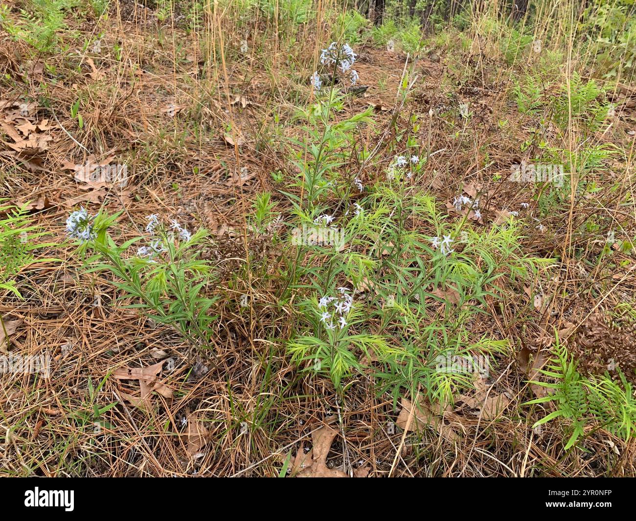 Fringed Bluestar (Amsonia ciliata Stock Photo - Alamy