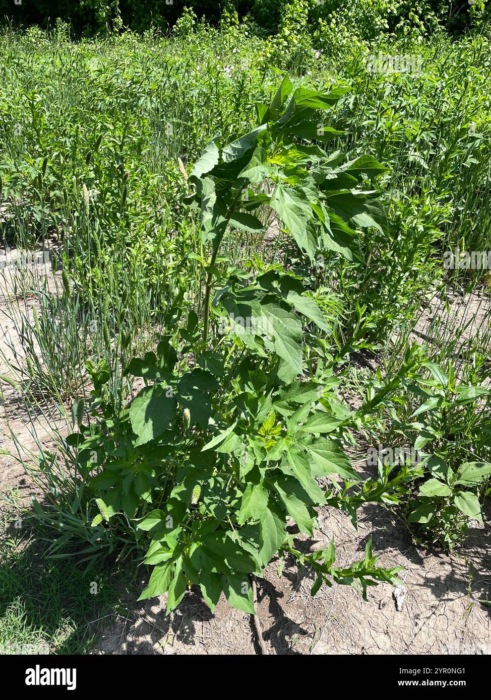 giant ragweed (Ambrosia trifida Stock Photo - Alamy