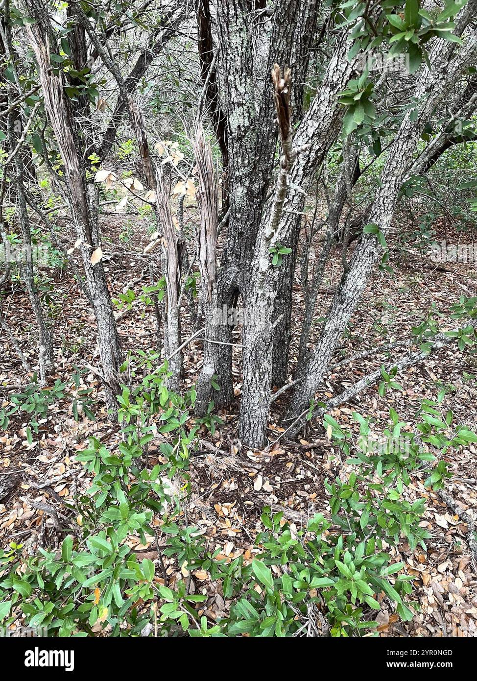 Texas live oak (Quercus fusiformis Stock Photo - Alamy