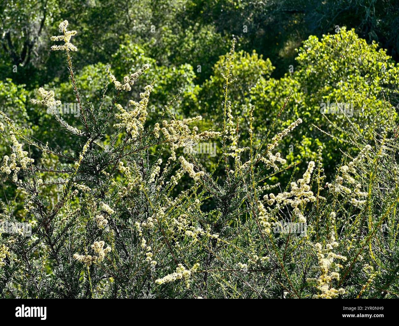 chamise (Adenostoma fasciculatum Stock Photo - Alamy