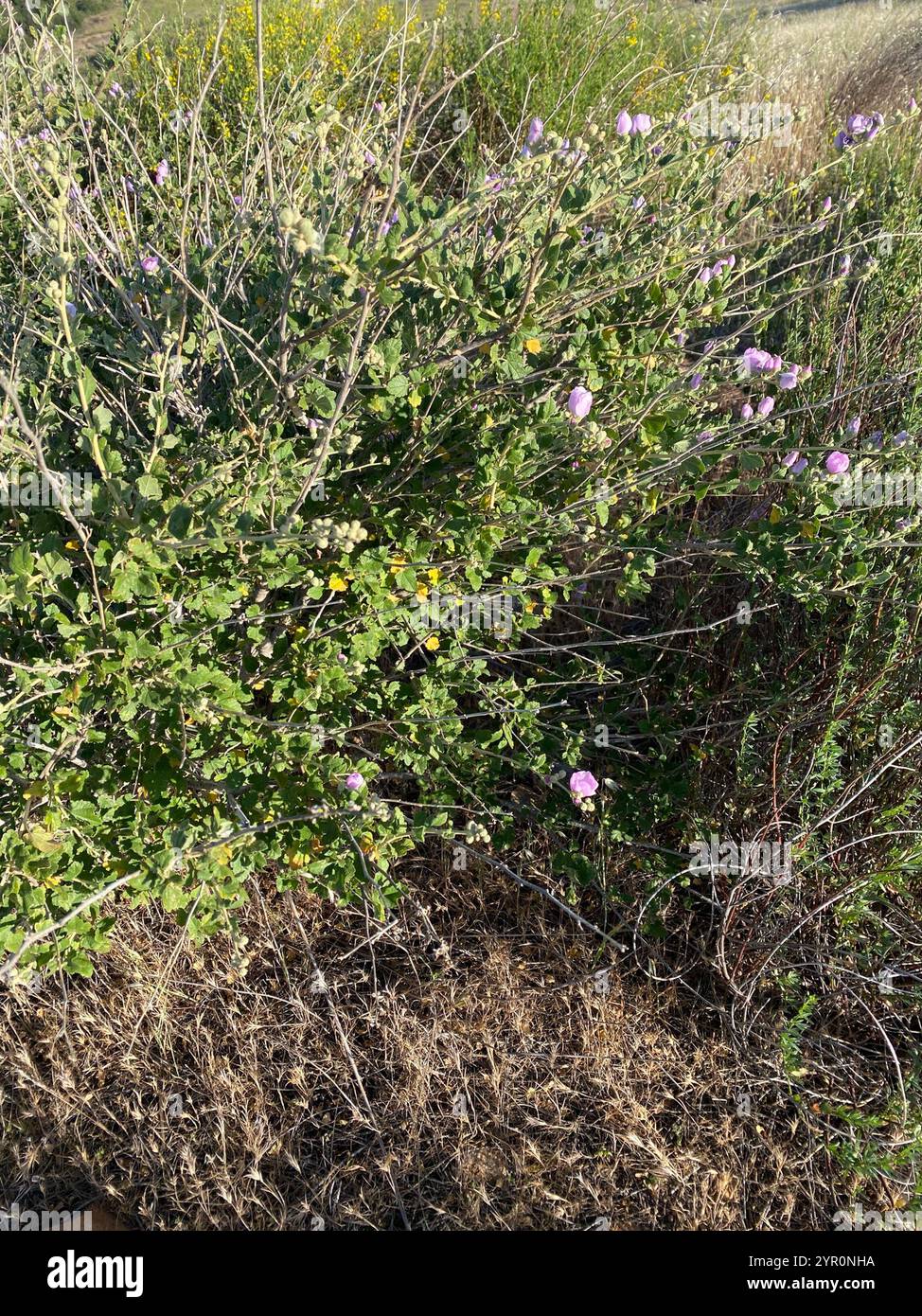 southern coastal bushmallow (Malacothamnus fasciculatus Stock Photo - Alamy