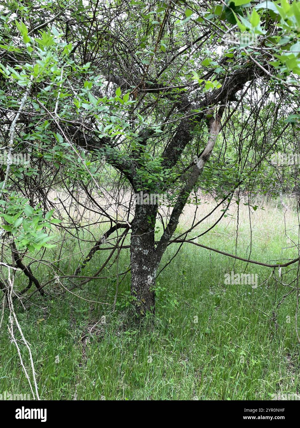 netleaf hackberry (Celtis reticulata Stock Photo - Alamy