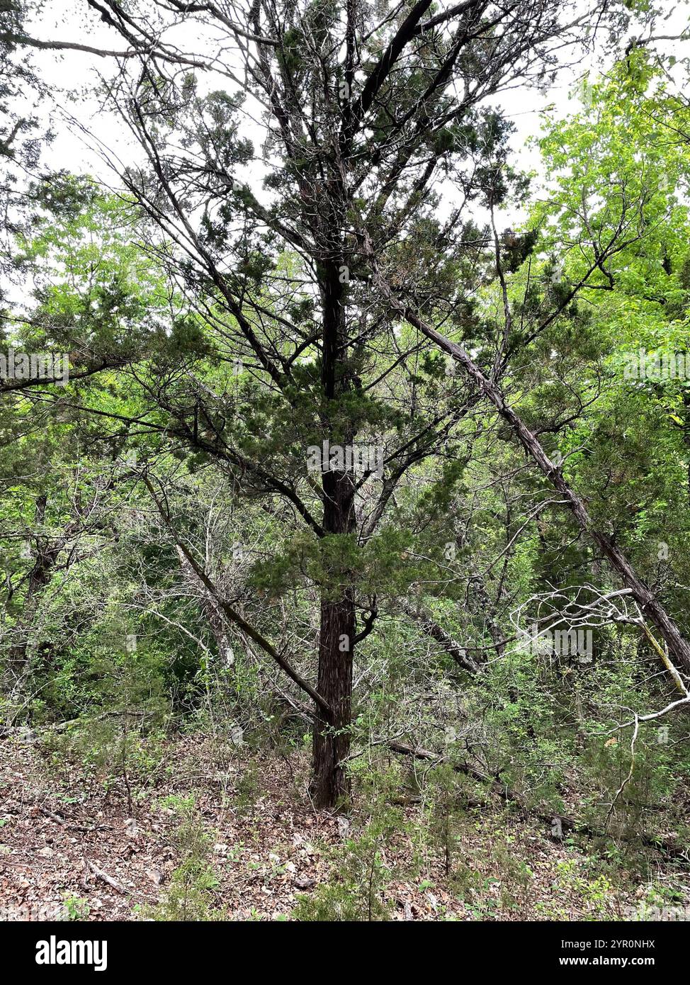 Ashe juniper (Juniperus ashei Stock Photo - Alamy
