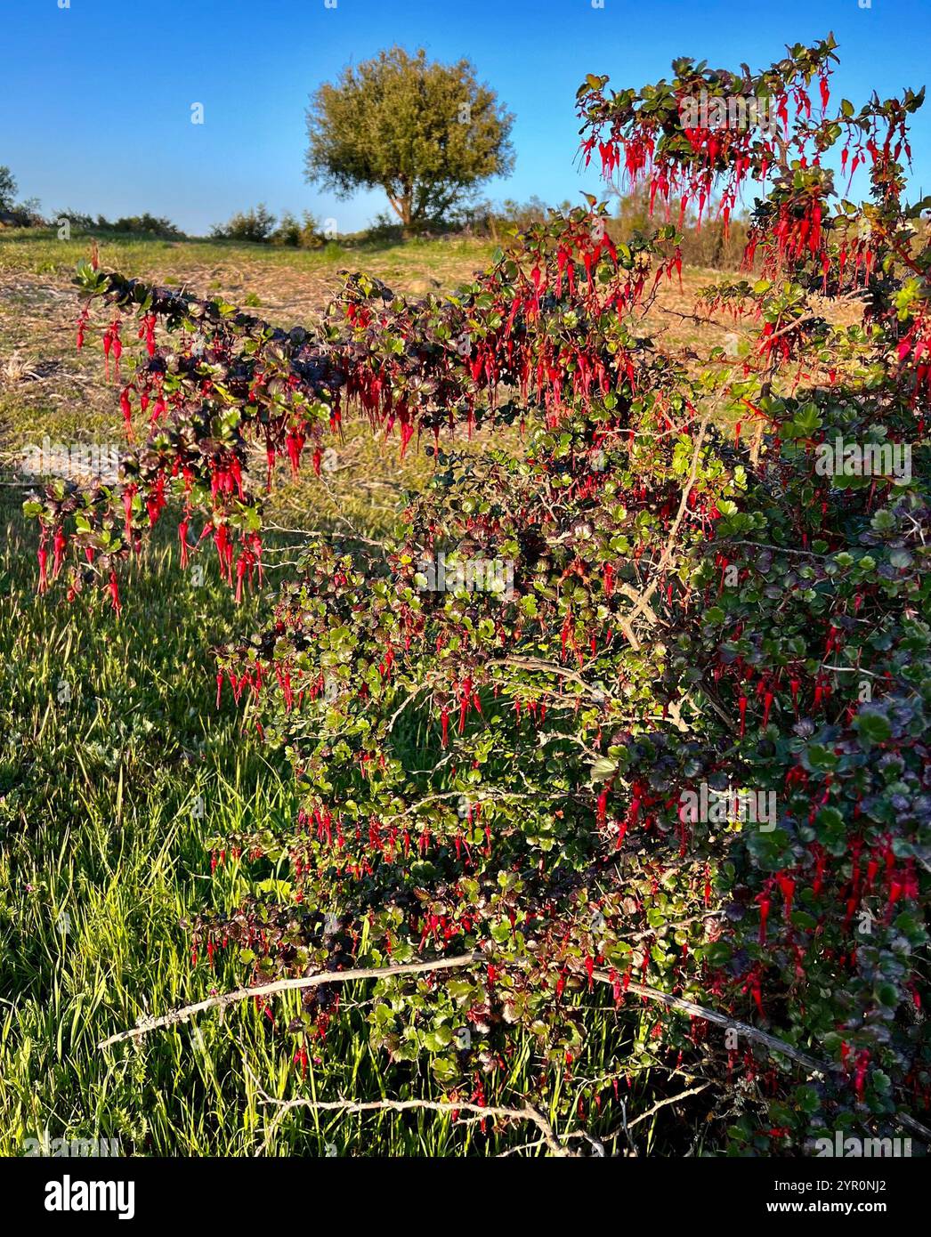 Fuchsiaflower gooseberry hi-res stock photography and images - Alamy