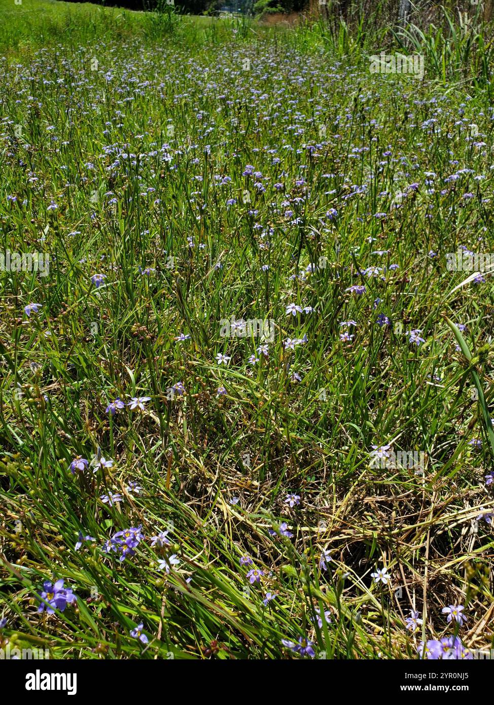 Eastern Blue-eyed Grass (Sisyrinchium atlanticum Stock Photo - Alamy