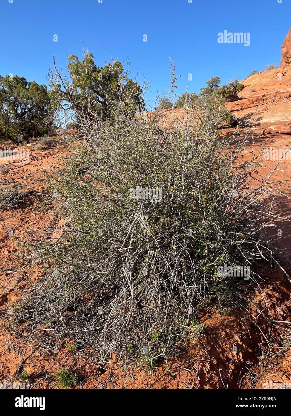Alderleaf Mountain Mahogany (Cercocarpus montanus Stock Photo - Alamy