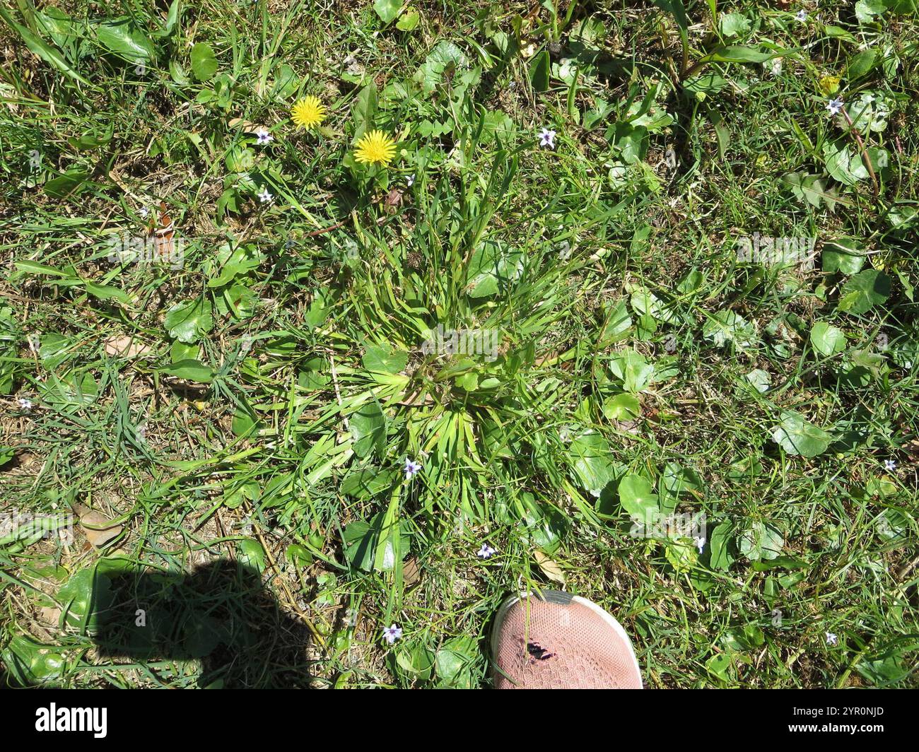 Pigroot hi-res stock photography and images - Alamy