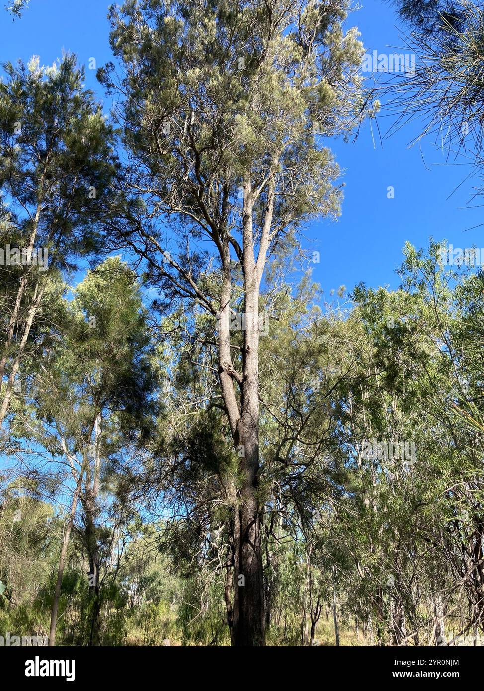Belah (Casuarina cristata Stock Photo - Alamy