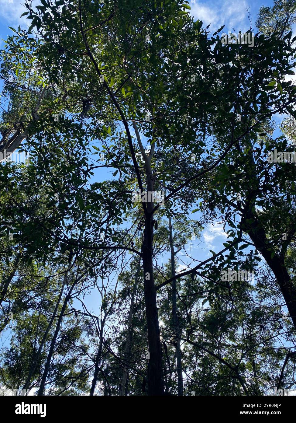 Brush Box (Lophostemon confertus Stock Photo - Alamy
