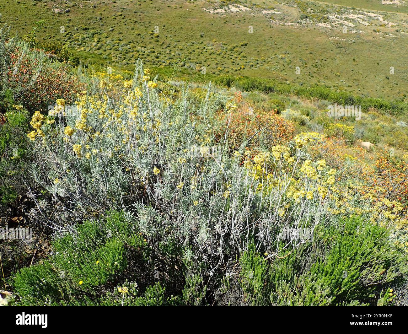 Cape Gold Everlasting (Helichrysum splendidum Stock Photo - Alamy