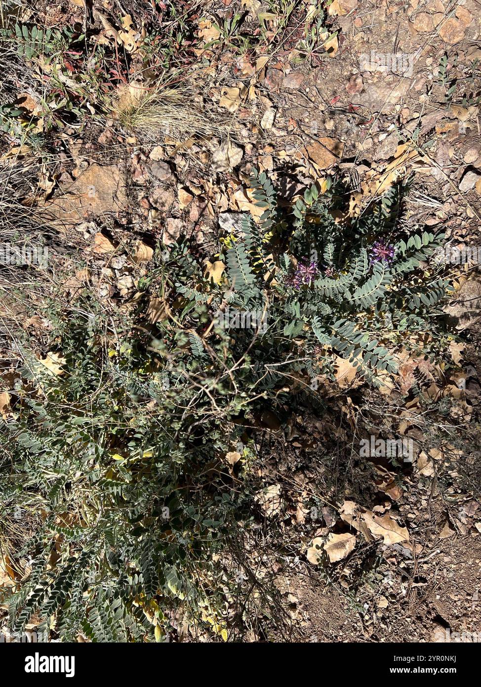 Woolly Locoweed (Astragalus mollissimus Stock Photo - Alamy