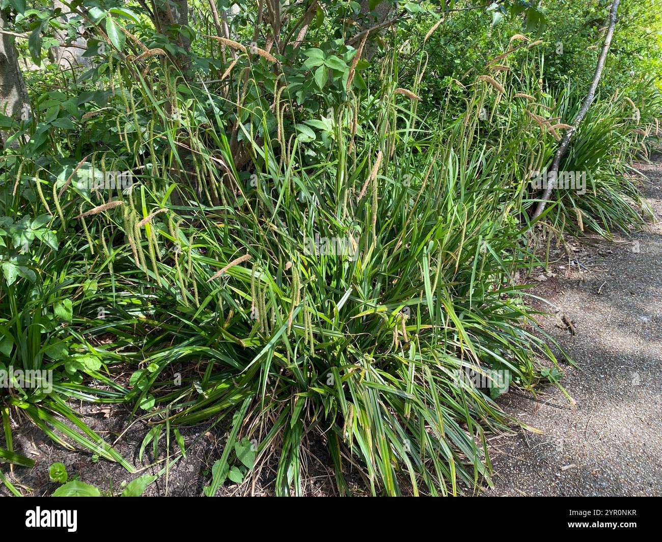 Hanging sedge (Carex pendula Stock Photo - Alamy