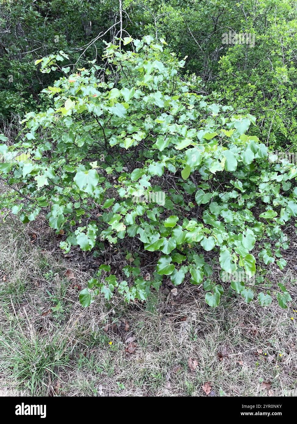 Texas redbud (Cercis canadensis texensis Stock Photo - Alamy