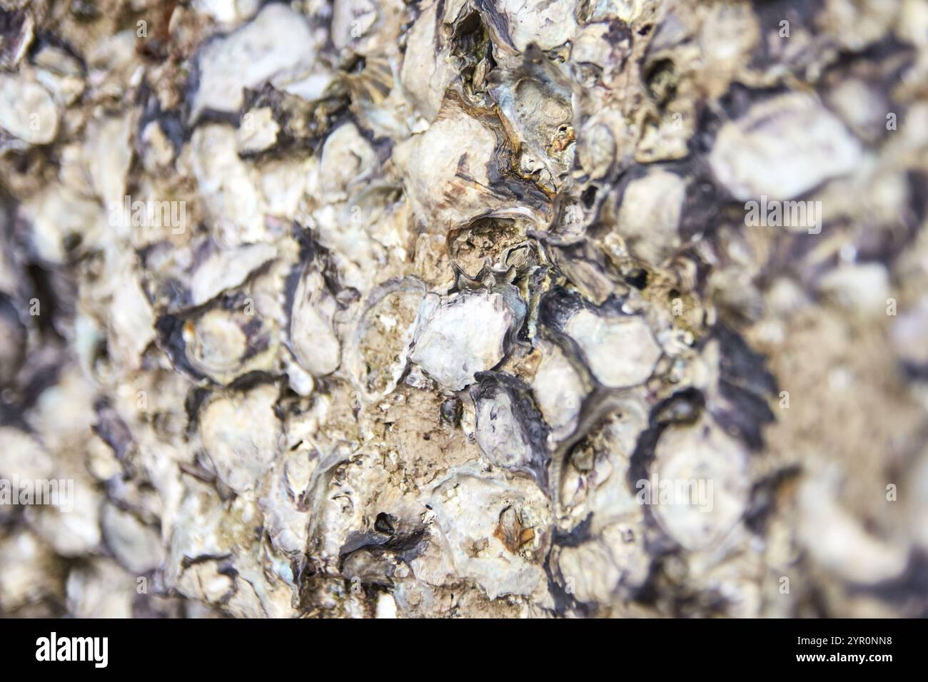 Close up texture of rough rock surface with embedded fossils and ...