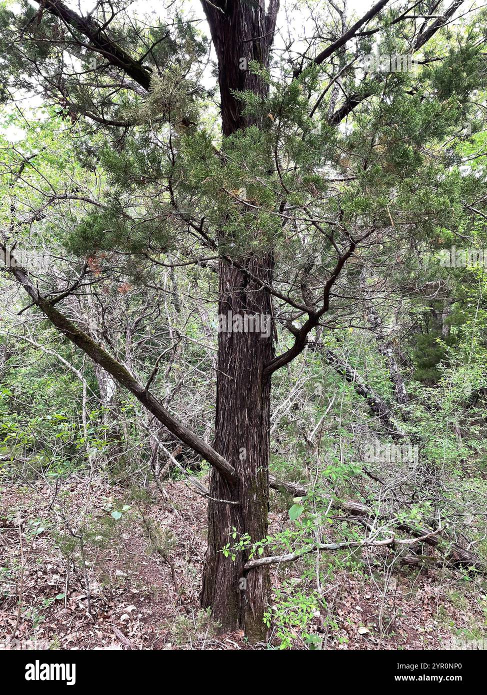 Ashe juniper (Juniperus ashei Stock Photo - Alamy