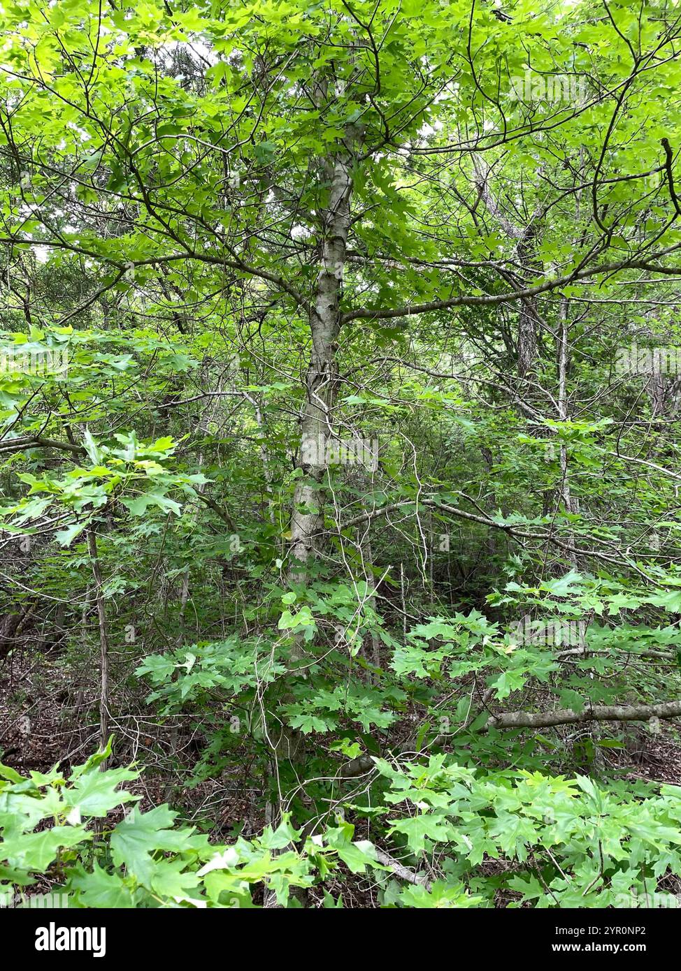bigtooth maple (Acer grandidentatum Stock Photo - Alamy