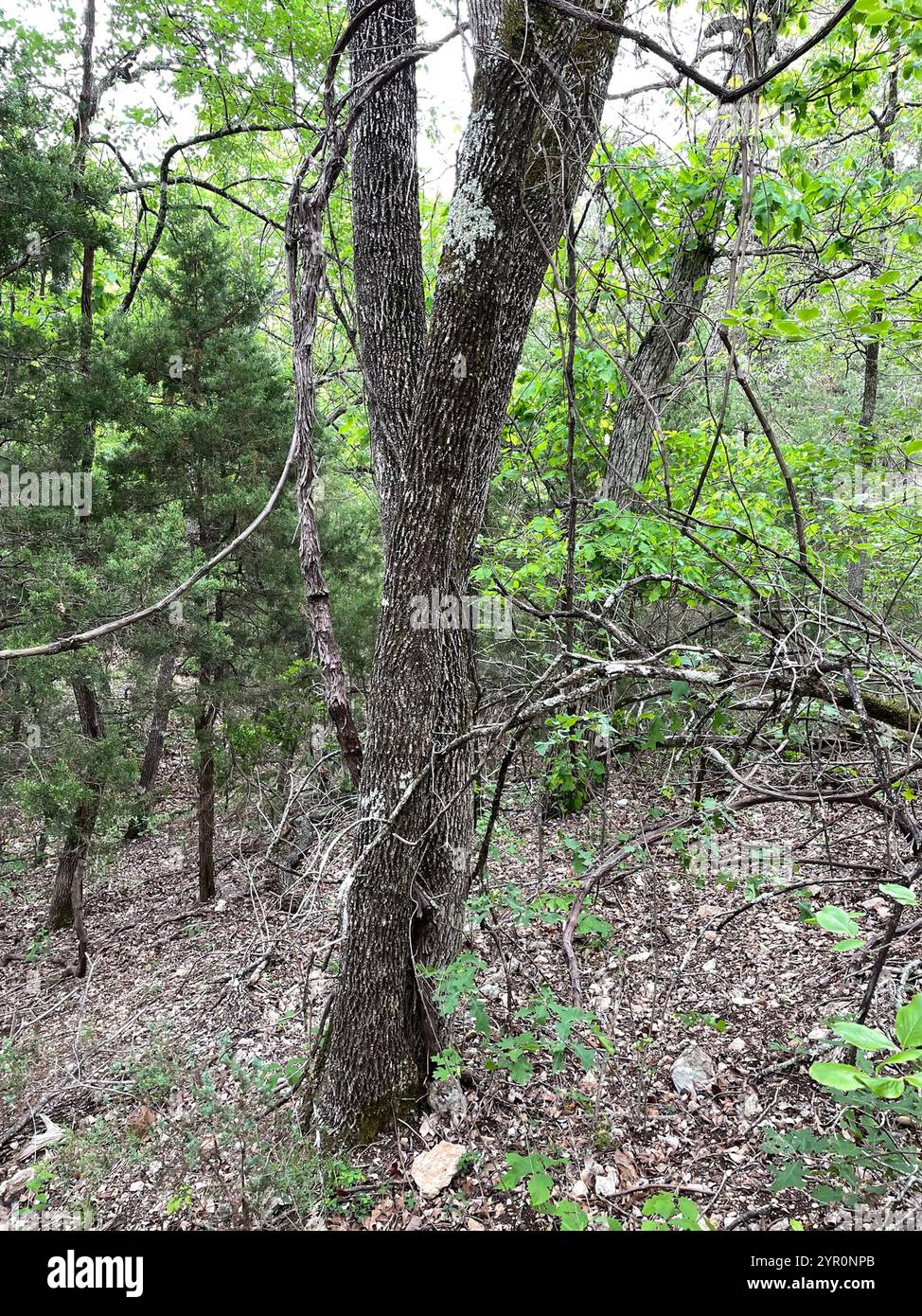 Texas ash (Fraxinus albicans Stock Photo - Alamy