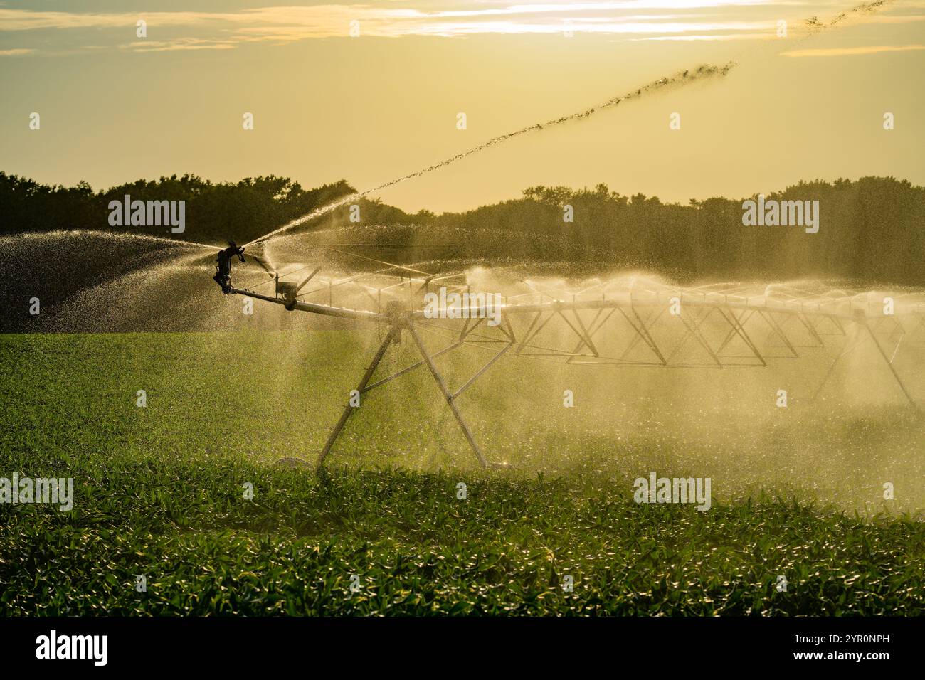 Irrigation system is watering summer field. Automatic Sprinkler ...