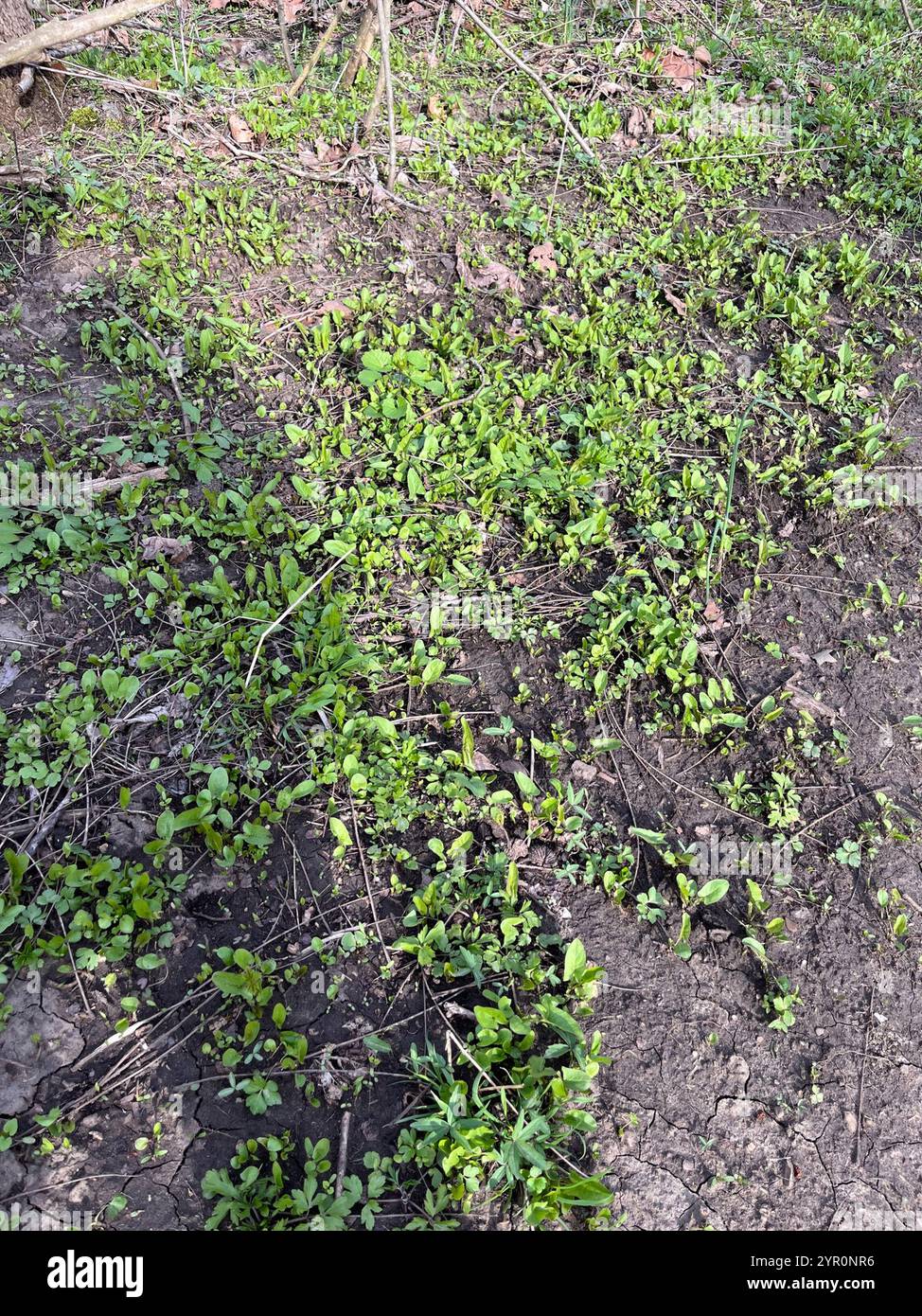 Nabalus crepidineus hi-res stock photography and images - Alamy