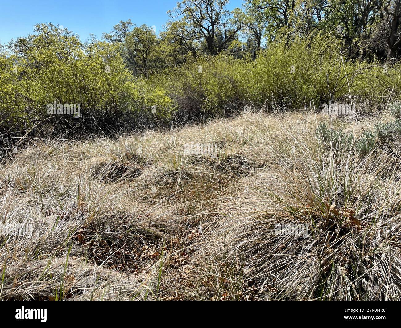 deergrass (Muhlenbergia rigens Stock Photo - Alamy