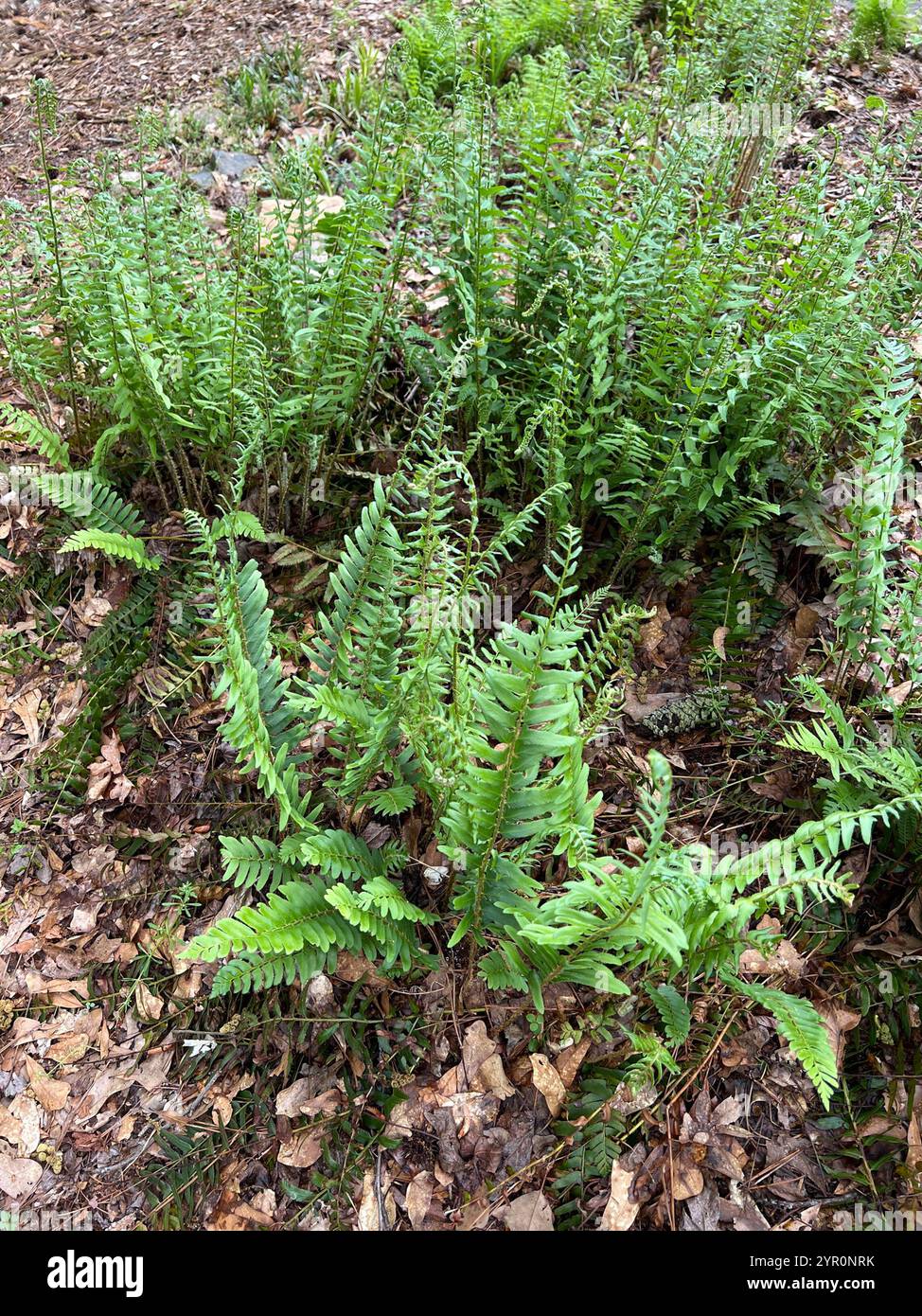 Christmas fern (Polystichum acrostichoides Stock Photo - Alamy