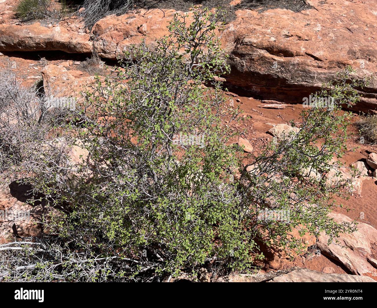 Utah Serviceberry (Amelanchier utahensis Stock Photo - Alamy
