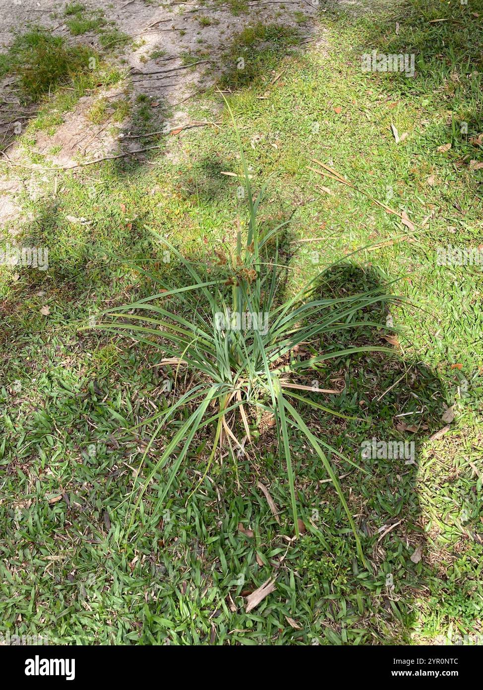 Swamp Flatsedge (Cyperus ligularis Stock Photo - Alamy