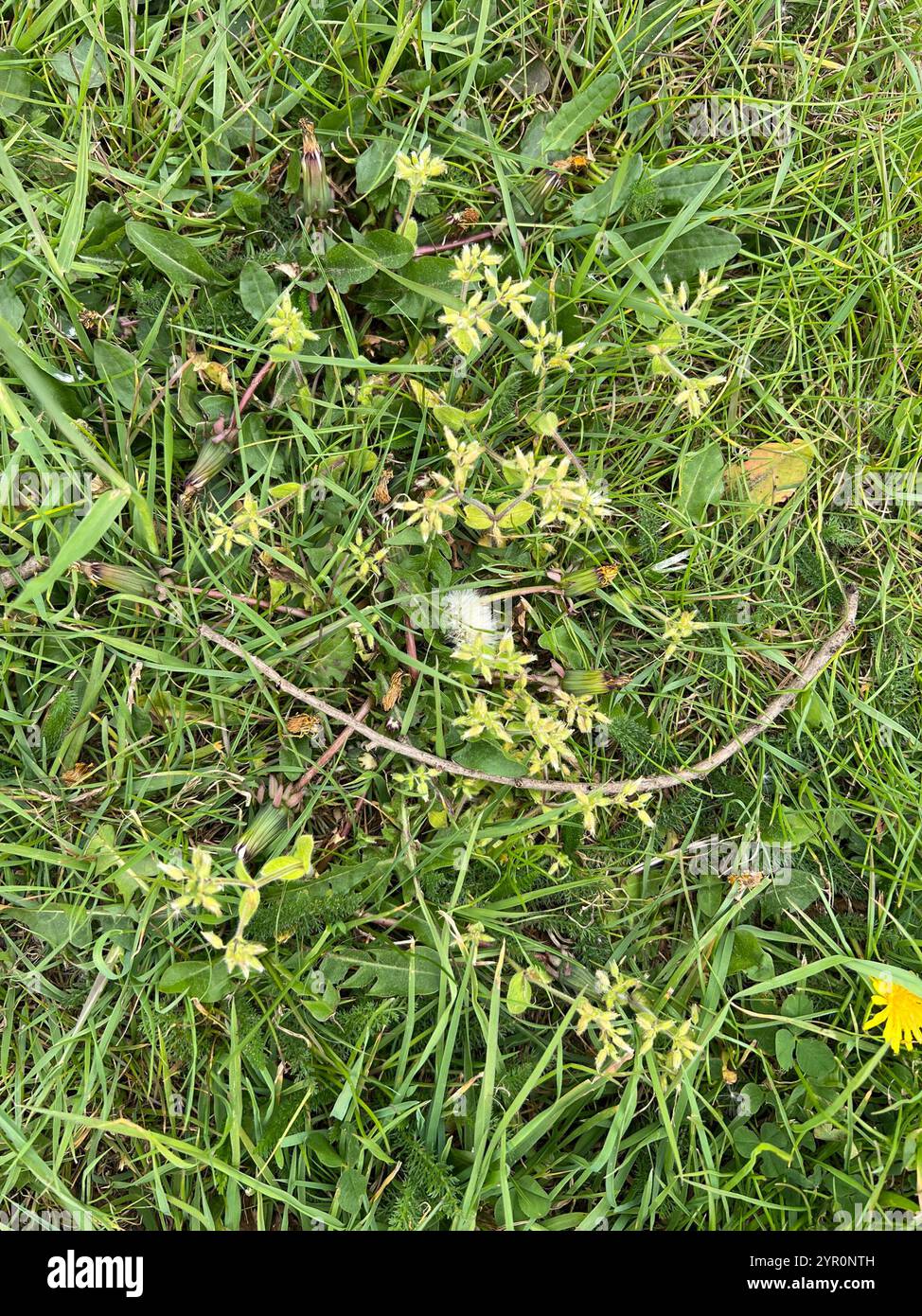 Sticky mouse-ear chickweed (Cerastium glomeratum Stock Photo - Alamy