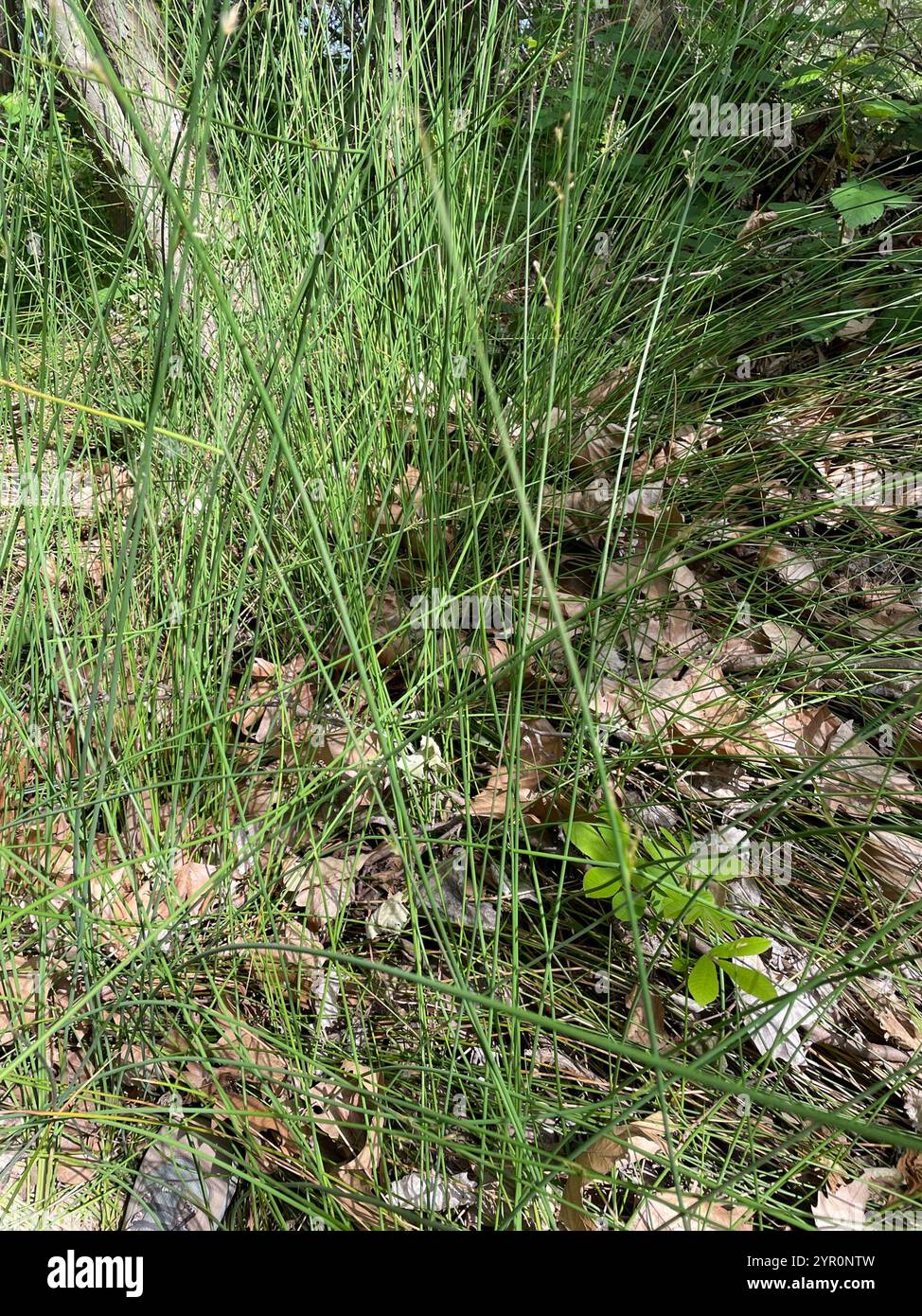Baltic Rush (Juncus balticus Stock Photo - Alamy