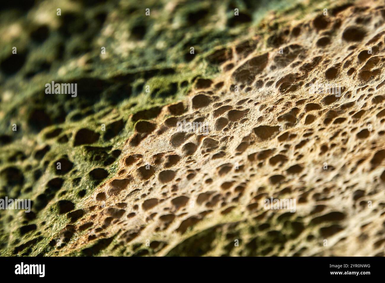 Featuring unique surface patterns hi-res stock photography and images ...