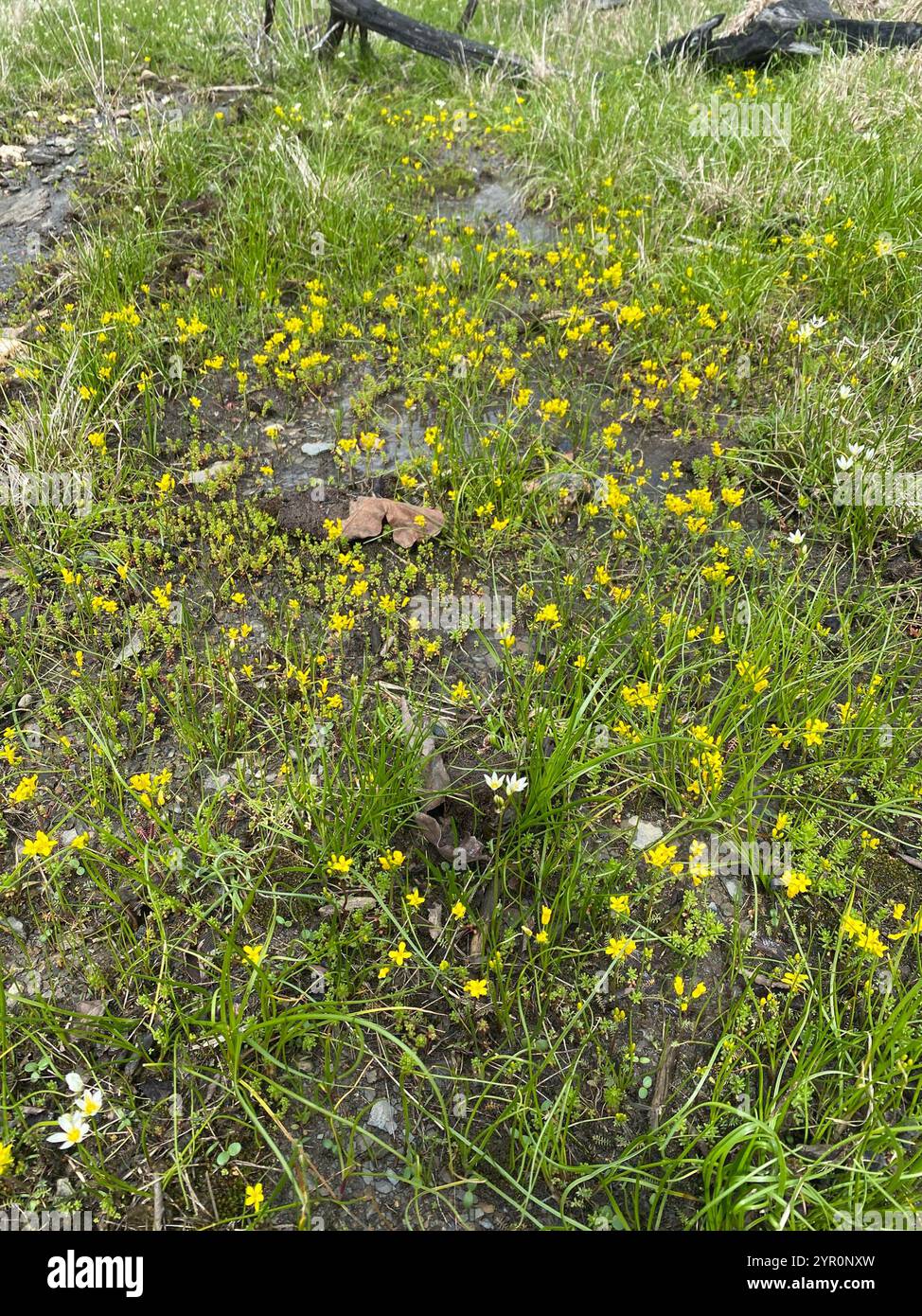 golden selenia (Selenia aurea Stock Photo - Alamy