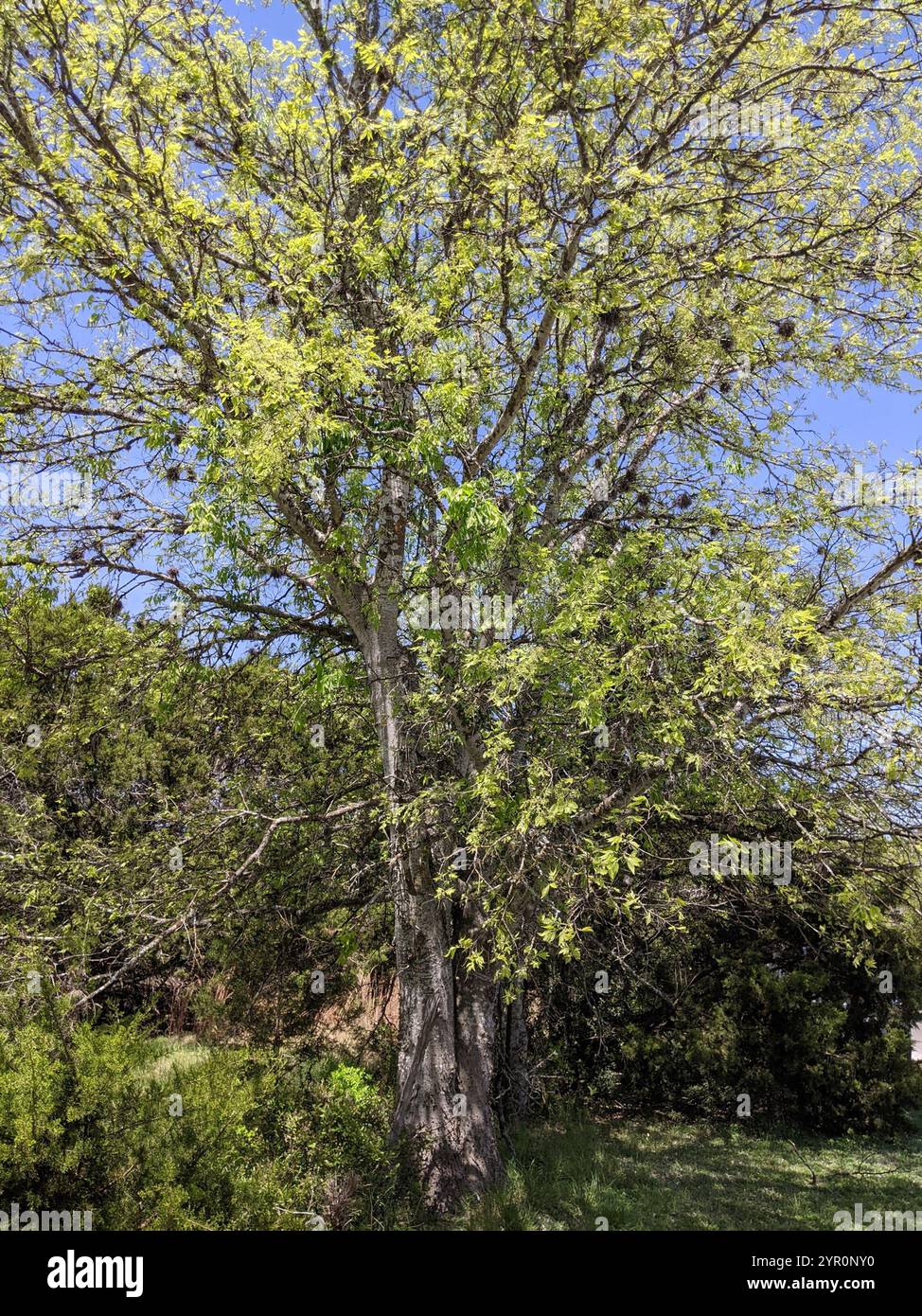 sugar hackberry (Celtis laevigata Stock Photo - Alamy