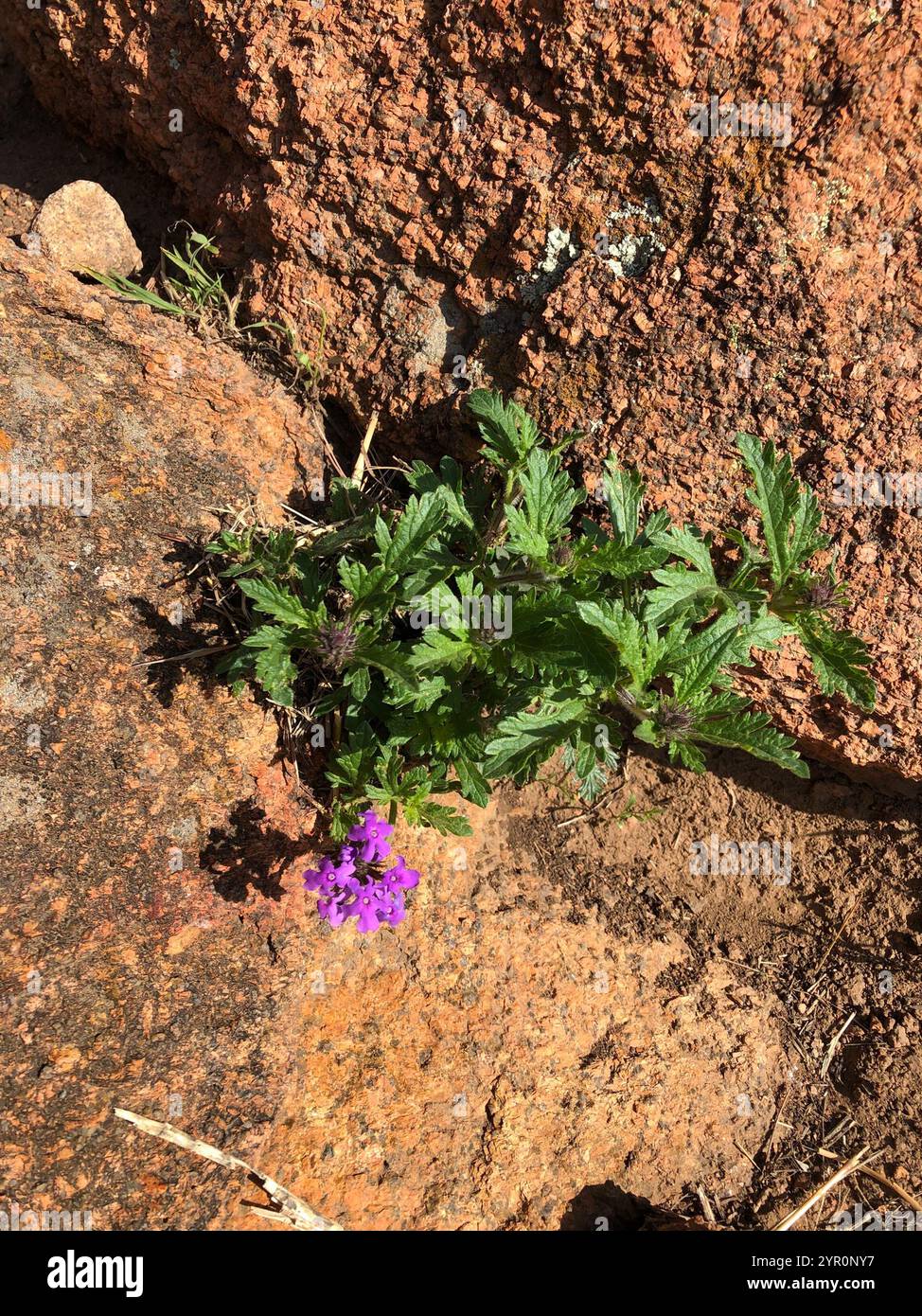 rose vervain (Glandularia canadensis Stock Photo - Alamy