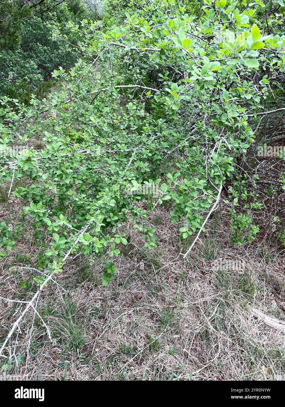 Stretchberry (Forestiera pubescens Stock Photo - Alamy