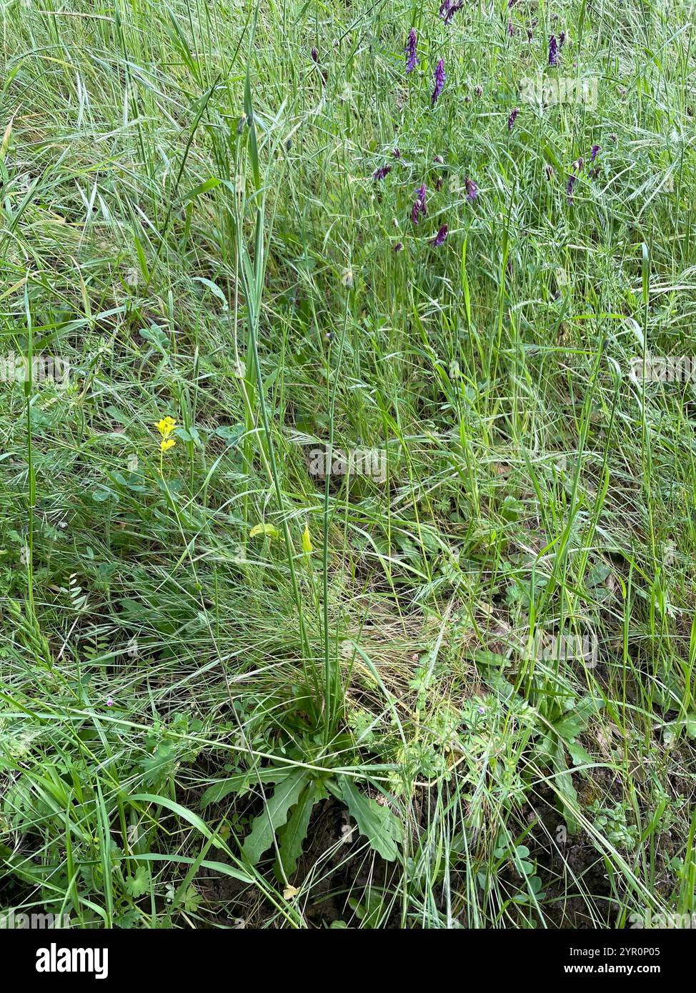 Common Cat's-ear (Hypochaeris radicata Stock Photo - Alamy