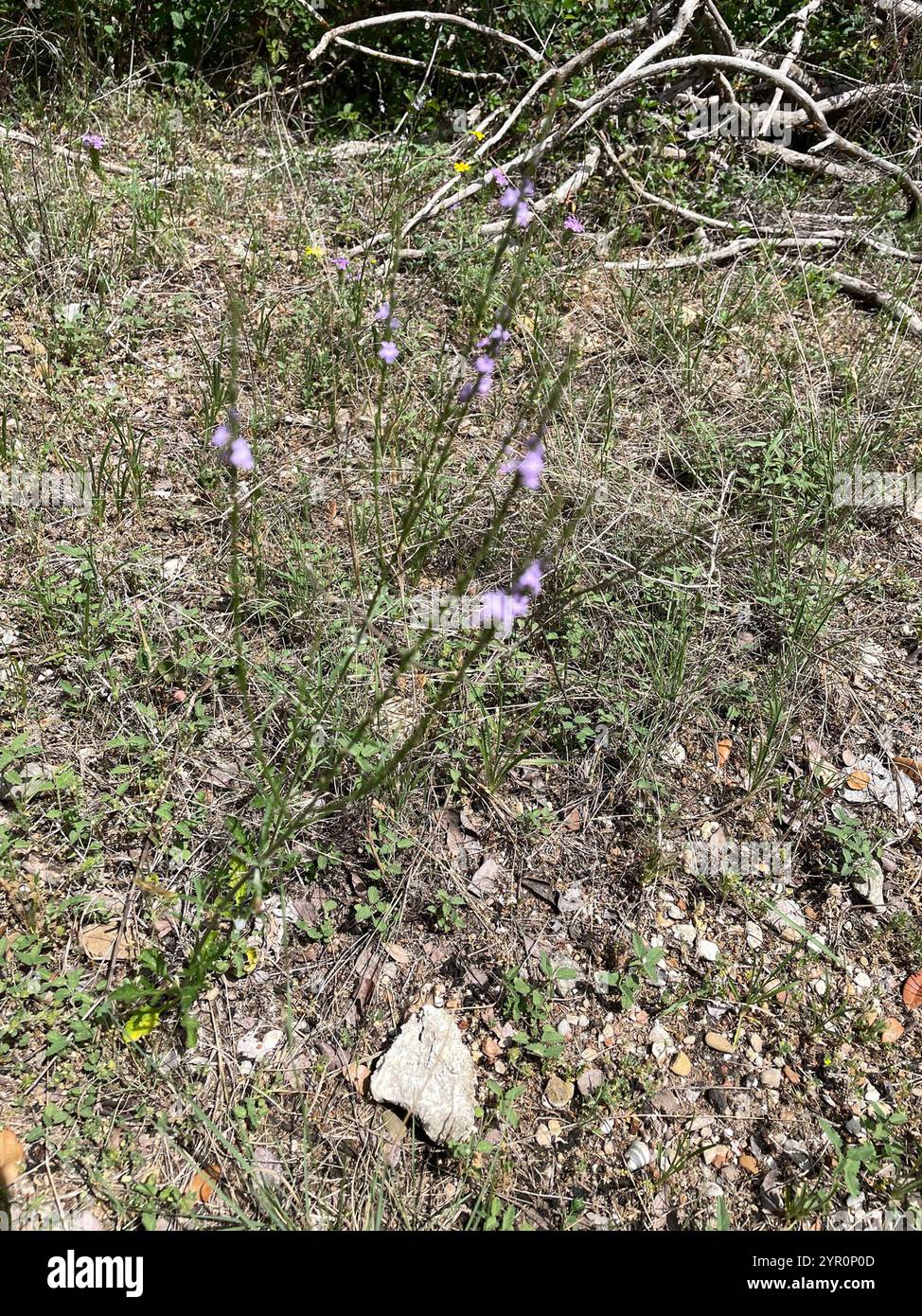 Texas vervain hi-res stock photography and images - Alamy