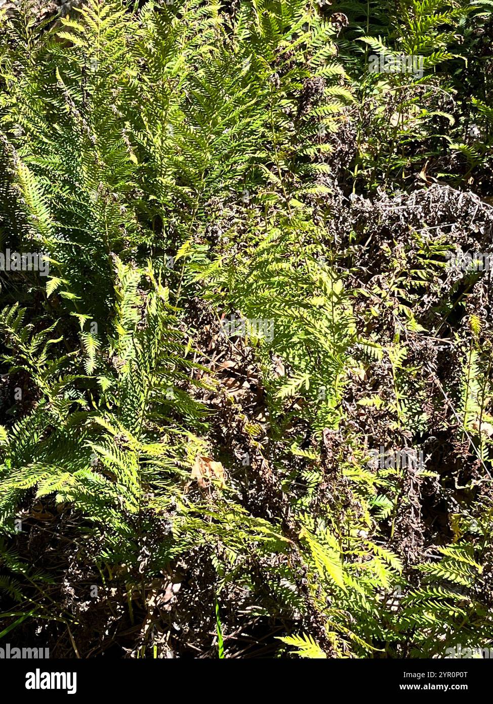giant chain fern (Woodwardia fimbriata Stock Photo - Alamy