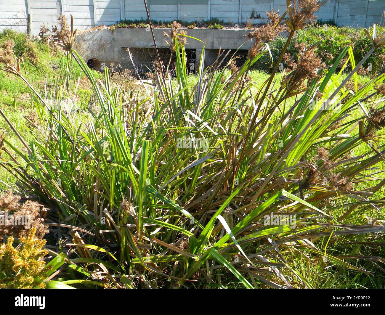 Cyperus dives hi-res stock photography and images - Alamy
