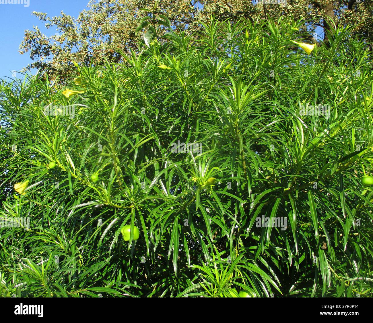 Be-still tree (Cascabela thevetia Stock Photo - Alamy
