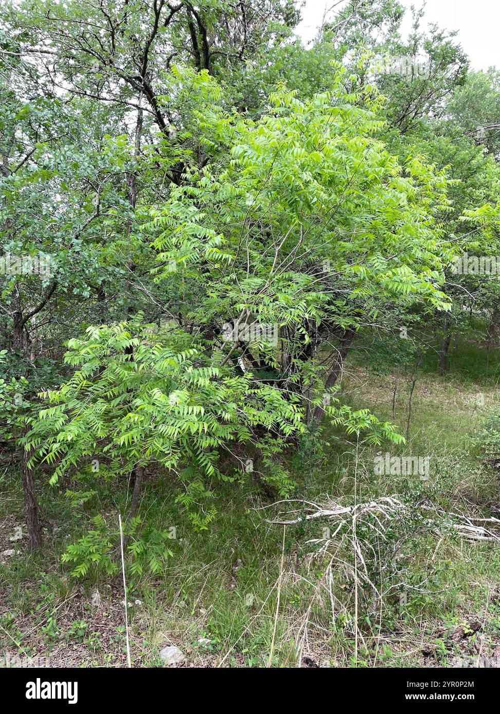 Western Soapberry (Sapindus drummondii Stock Photo - Alamy